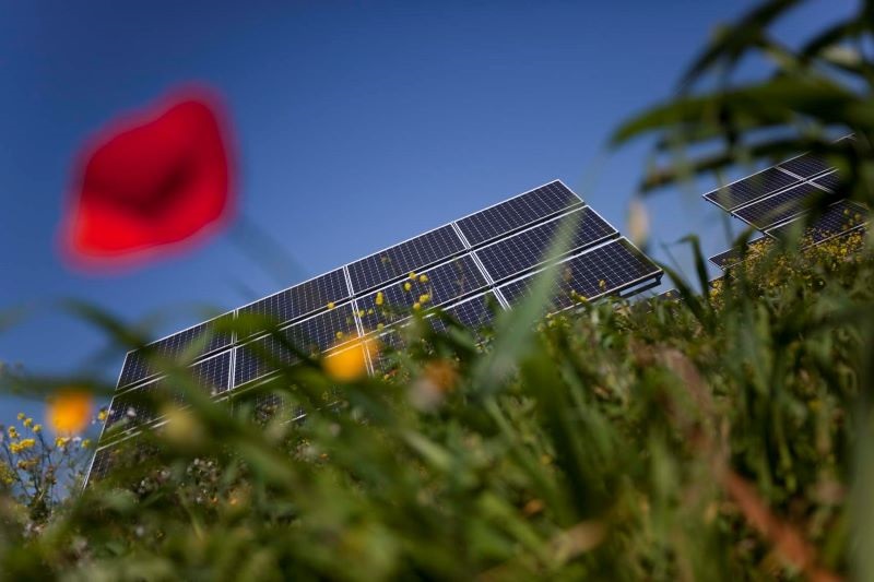 Falck Renewables, agrivoltaico e crowfunding in Sicilia | QualEnergia.it